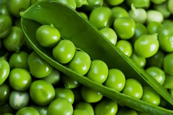 EARN in 90 DAYS with this variety of PEAS